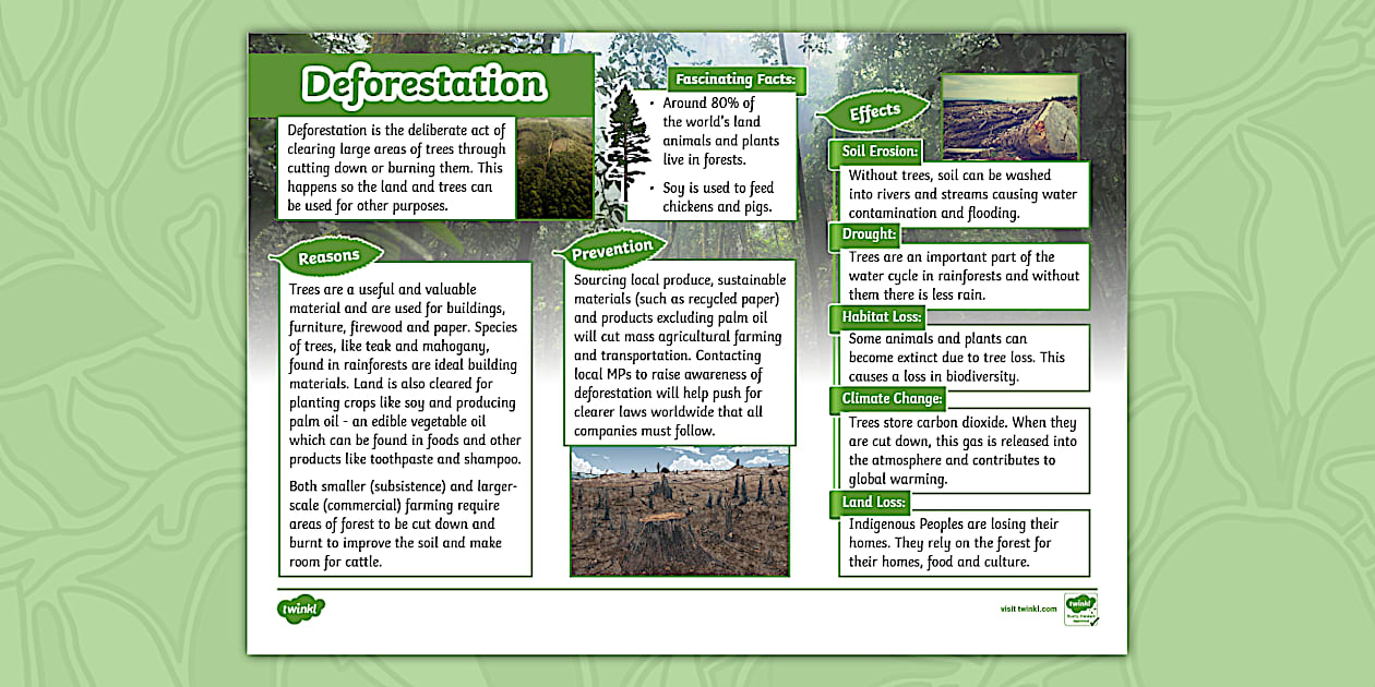 KS2 Deforestation Fact File (professor feito) - Twinkl