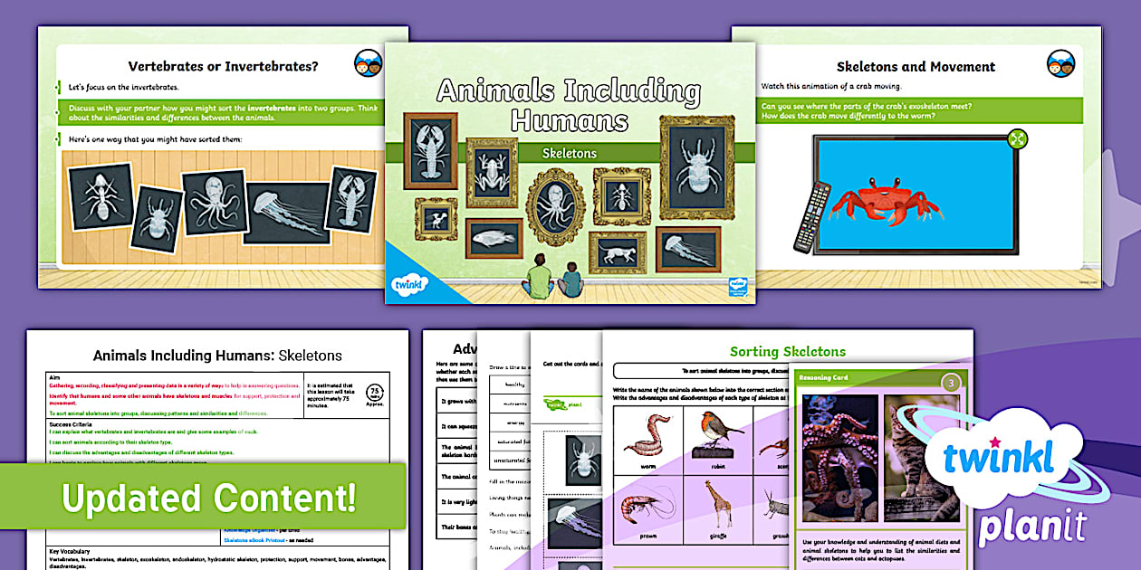 Animal Skeletons | Year 3 Science Lesson Pack | Twinkl