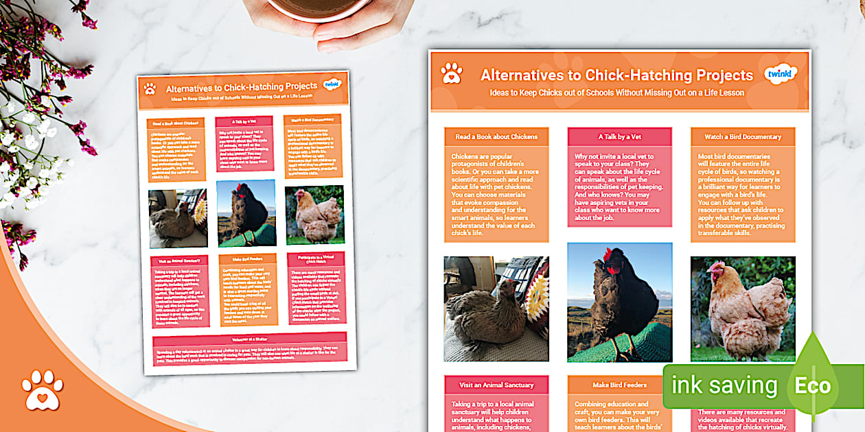 Alternatives to Chick-Hatching Projects - Information Sheet