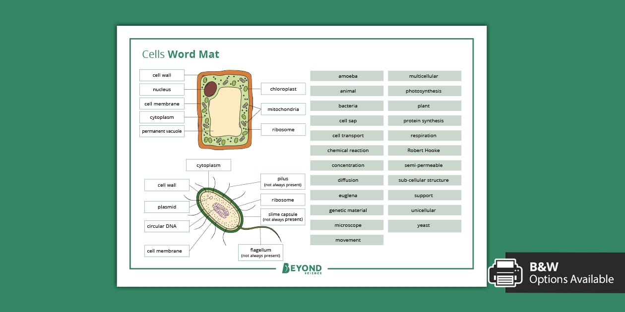 Cells Word Mat | Plant and Animal Cell Diagram | Beyond