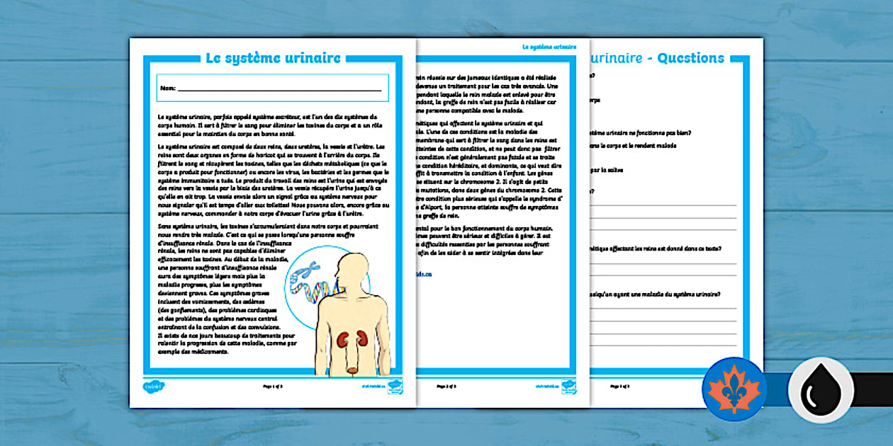 The Urinary System Reading Comprehension French - Twinkl