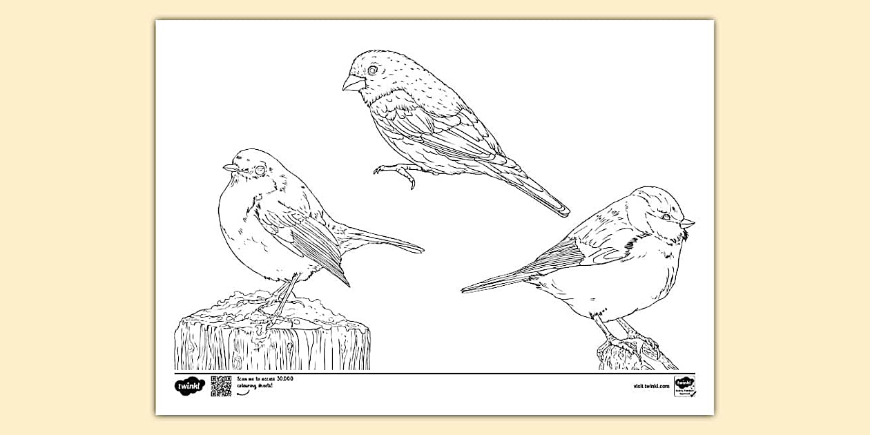Winter Birds Colouring Sheet | Colouring Sheets - Twinkl