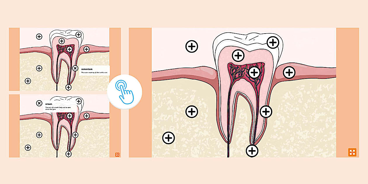 Parts of Teeth Interactive Hot Spot - KS2 (Teacher-Made)