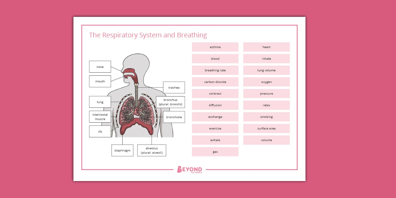 Respiratory System and Breathing Word Mat | Science | Beyond