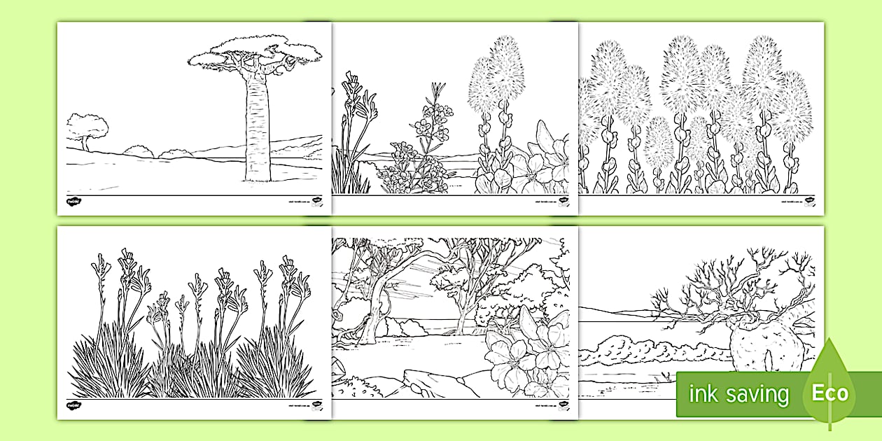 Western Australian Native Plants Colouring Pages - Twinkl
