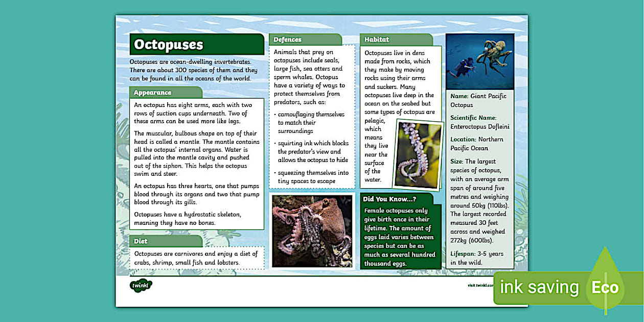 KS2 Octopus Fact File (teacher made) - Twinkl