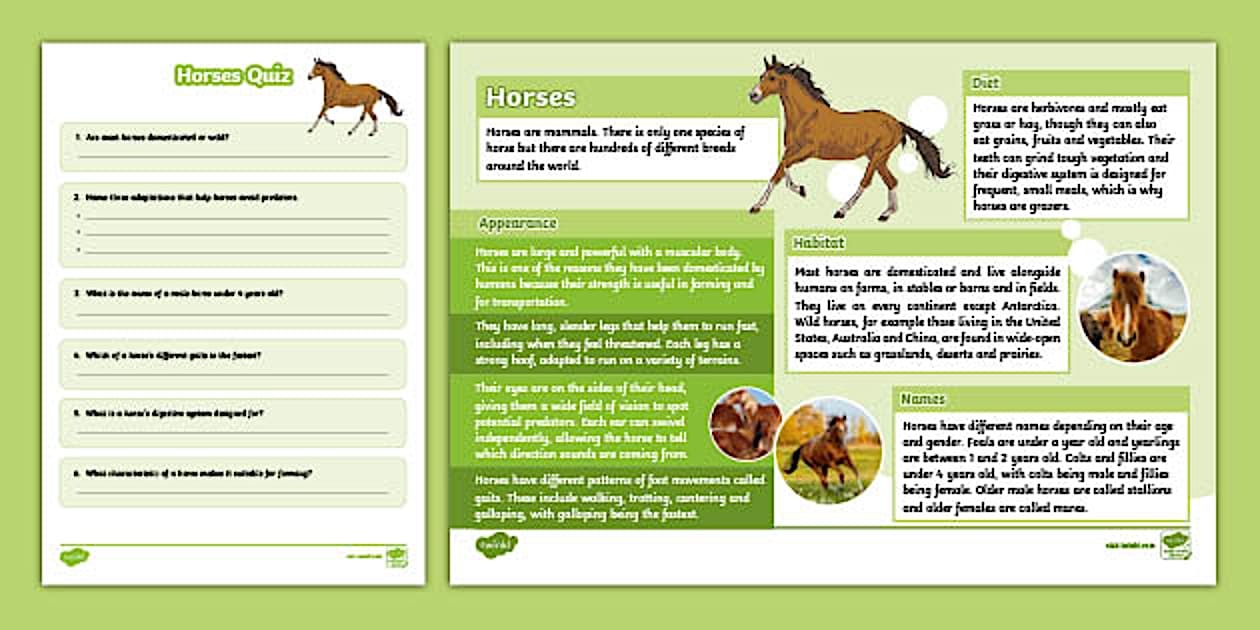 KS2 Horses Fact File and Quiz (teacher made) - Twinkl