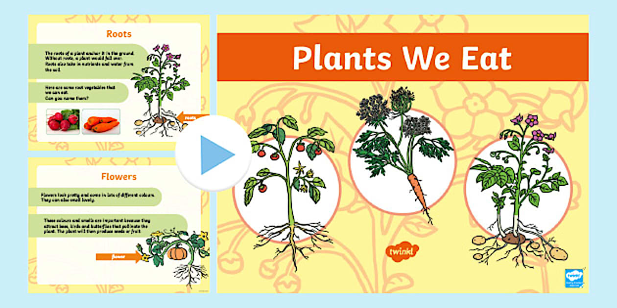 Planting and Growing - Plants We Eat Powerpoint - Twinkl