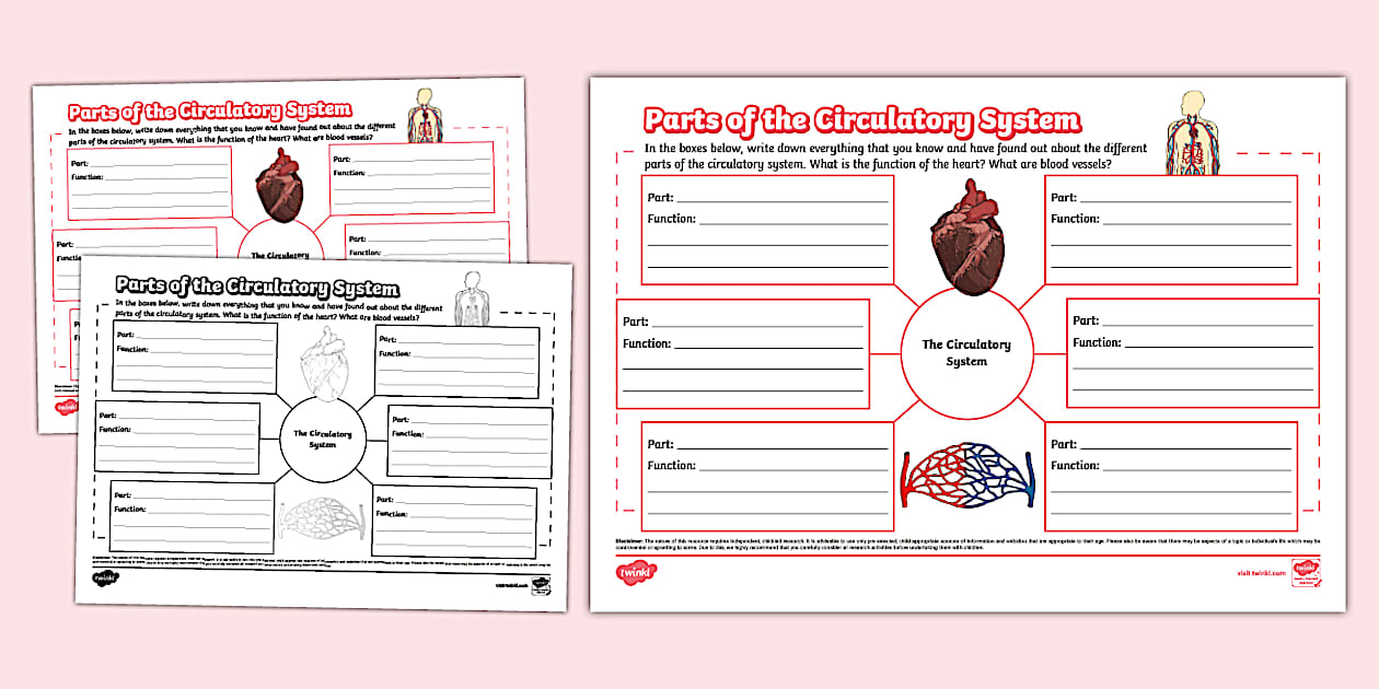 Parts and Function of the Circulatory System Mind Map