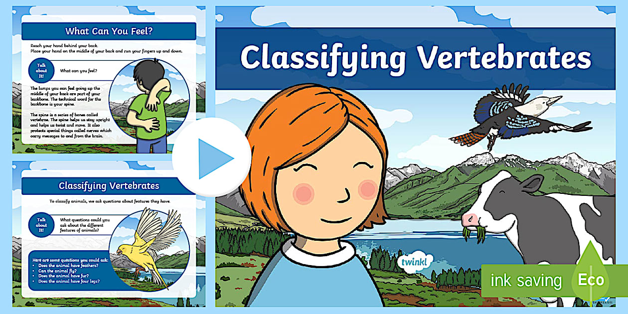 KS1 Classifying Vertebrates PowerPoint - Twinkl