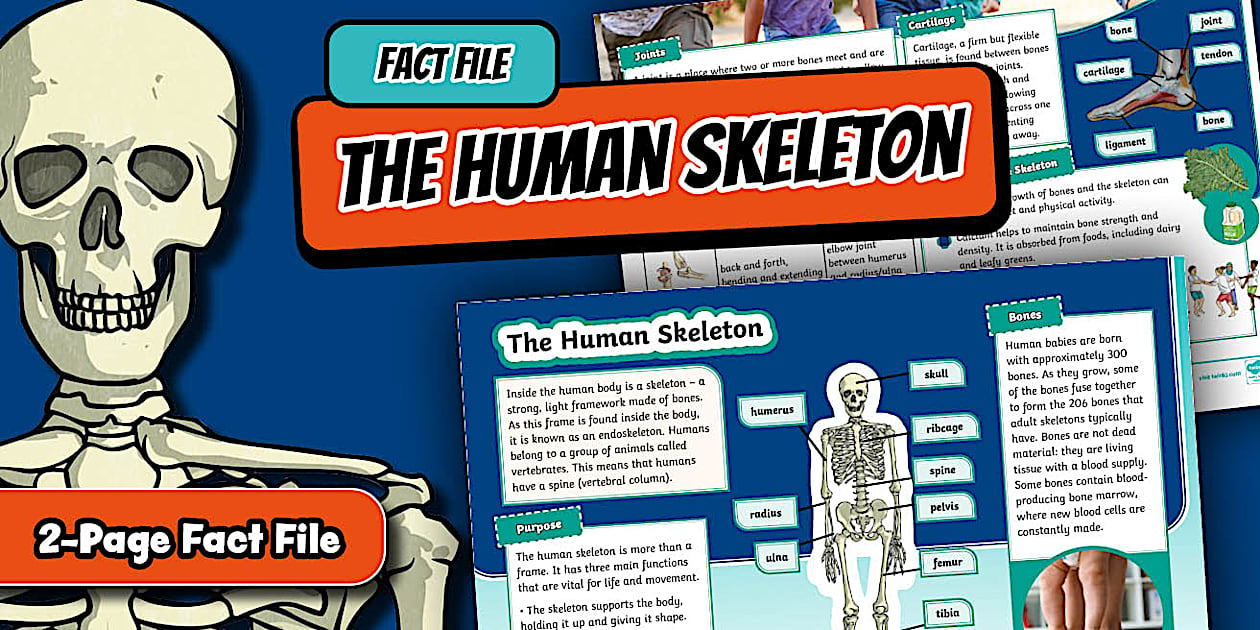 KS2 The Human Skeleton Fact File - Twinkl