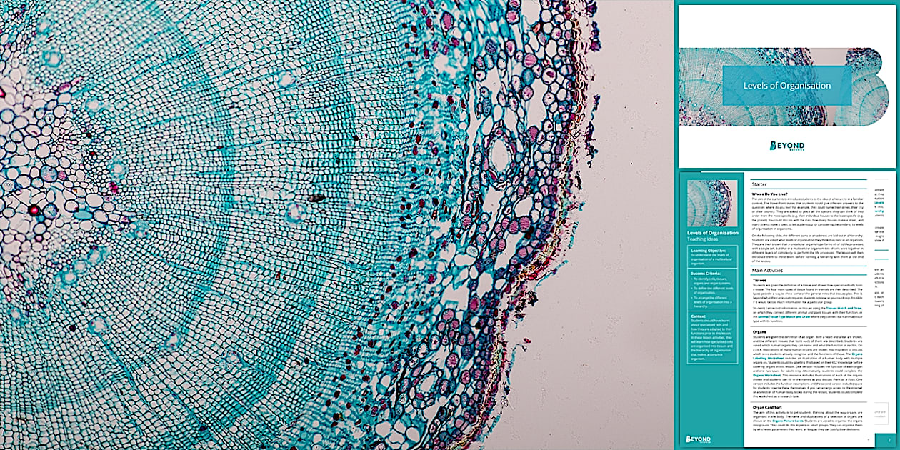 Cells and Organization Lesson 5: Levels of Organization