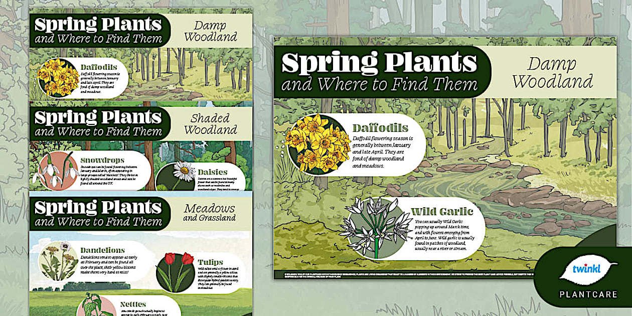 Spring Plants and Where to Find Them | Wild Flowers - Twinkl