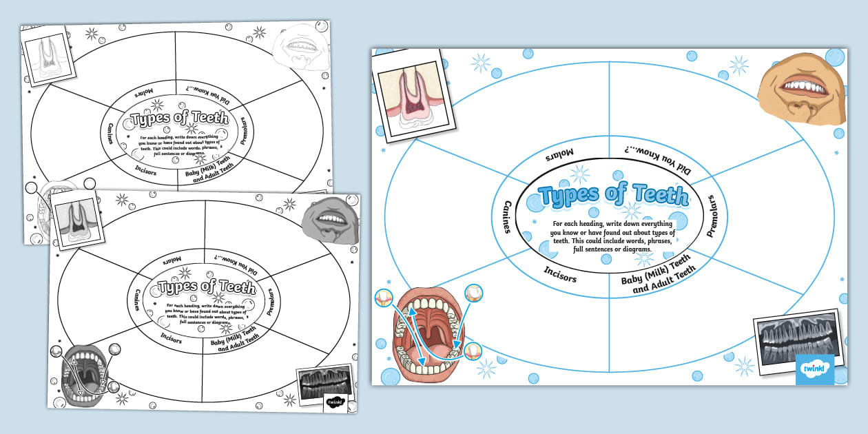 Types of Teeth Around the Table (teacher made) - Twinkl