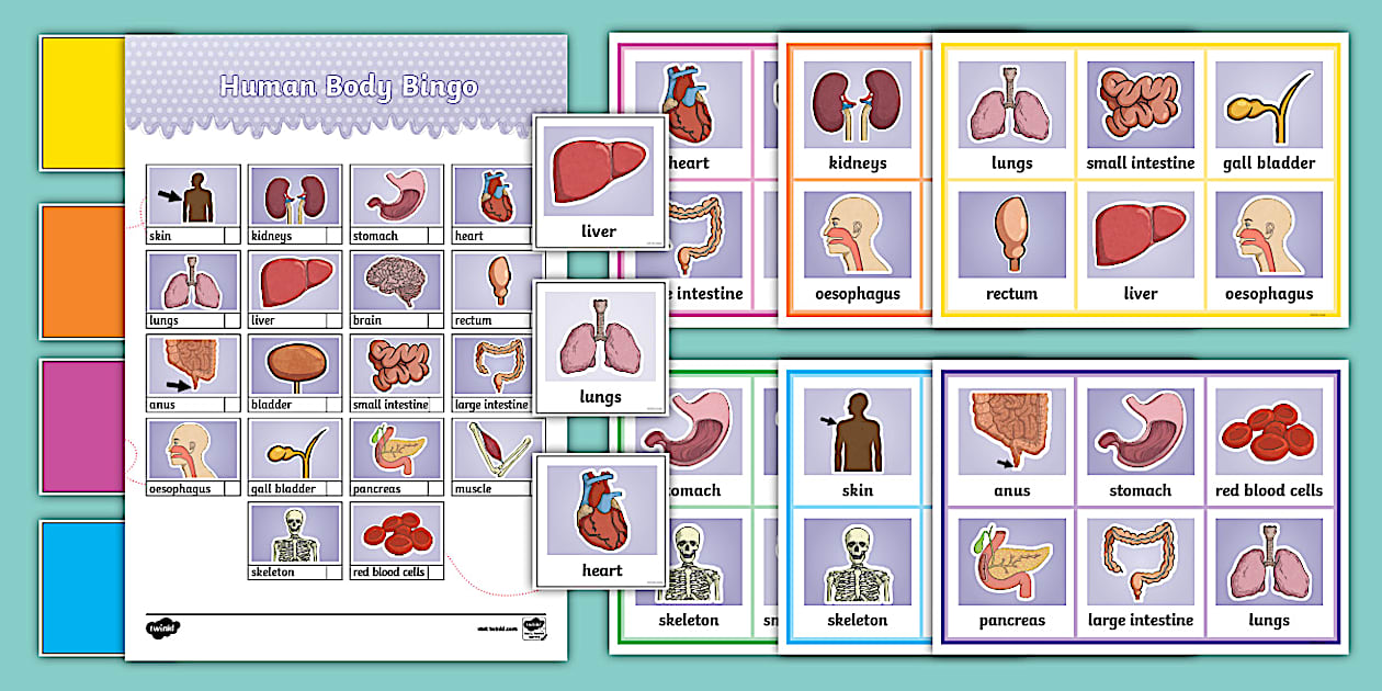 KS2 Human Body Bingo (teacher made) - Twinkl