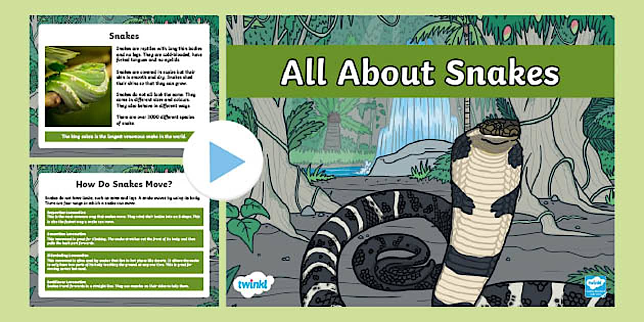 KS1 All About Snakes Information PPT (teacher made) - Twinkl