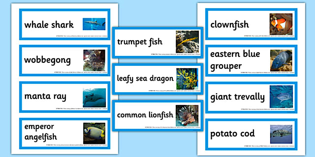 Australian Fish Word Cards (teacher made) - Twinkl