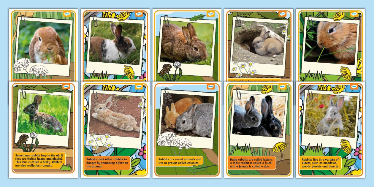 Rabbit Fact Posters - KS1 (teacher made) - Twinkl