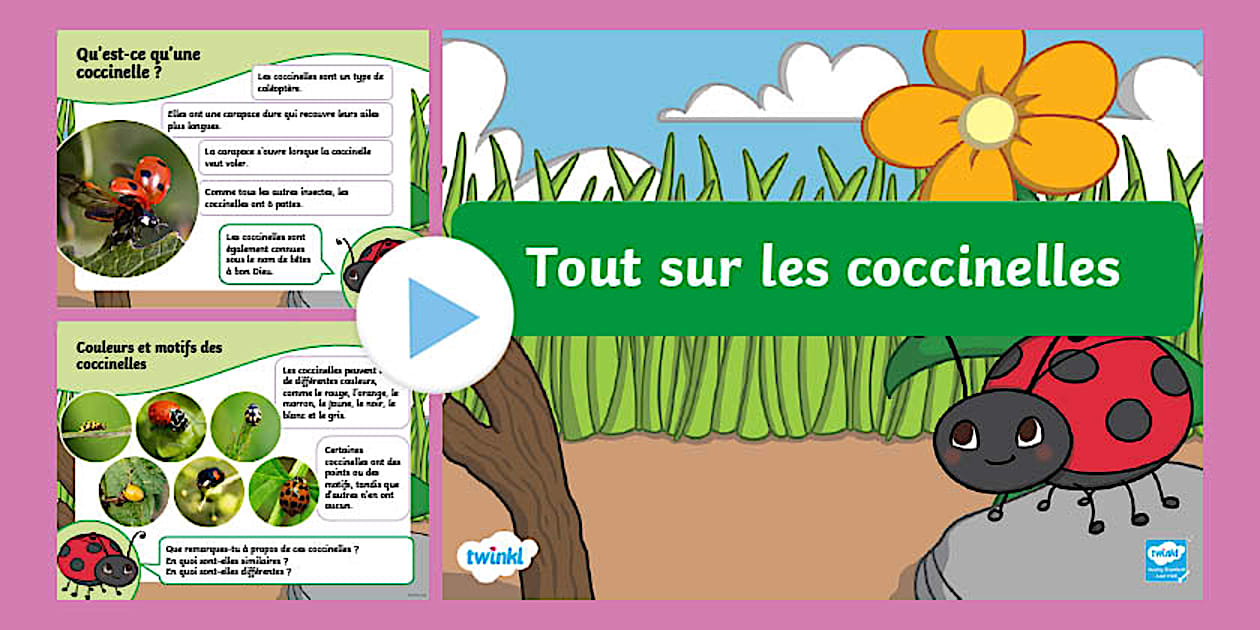 PowerPoint : Tout sur les coccinelles (Hecho por educadores)
