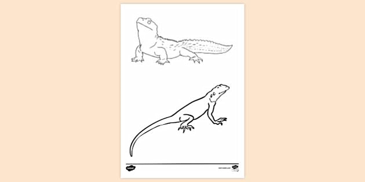 Lizard Colouring | Colouring Sheets (teacher made) - Twinkl