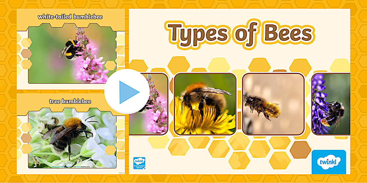 Types of Bees Photo PowerPoint - Minibeasts (teacher made)