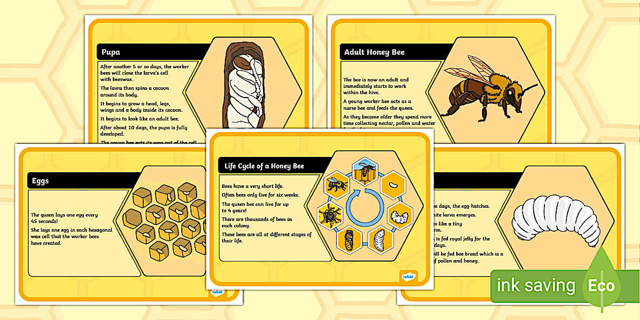 Life Cycle of a Honey Bee Information Display Posters