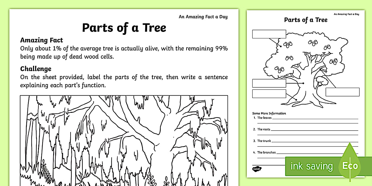 Parts of a Tree Identify and Explain Worksheet - Twinkl