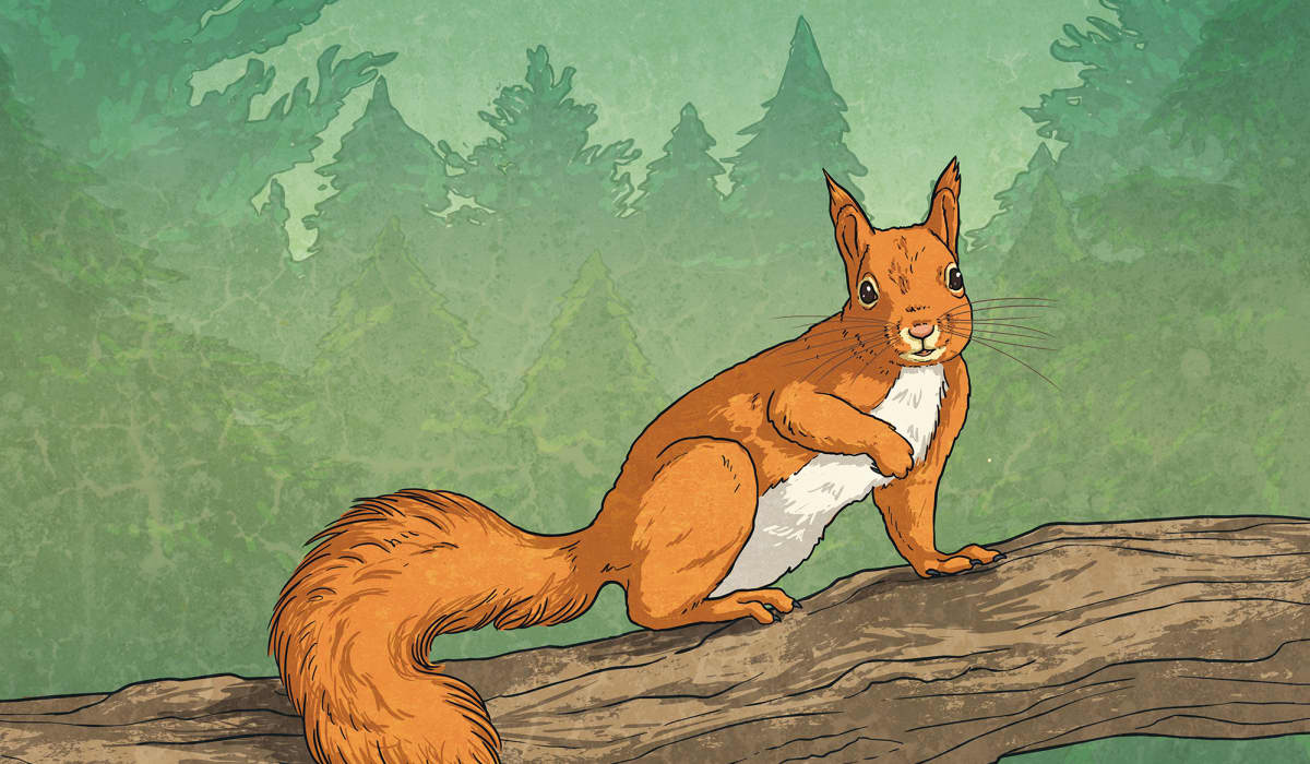 red squirrel drawing