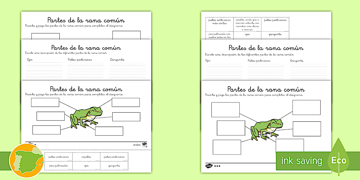 Lower Ability Fichas de actividad diferenciadas: Las partes de la rana ...