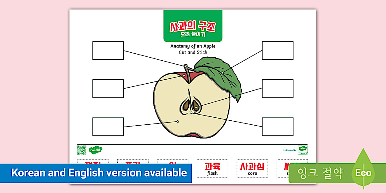 사과의 구조 빈칸 채우기 Anatomy of an Apple Labelling Activity