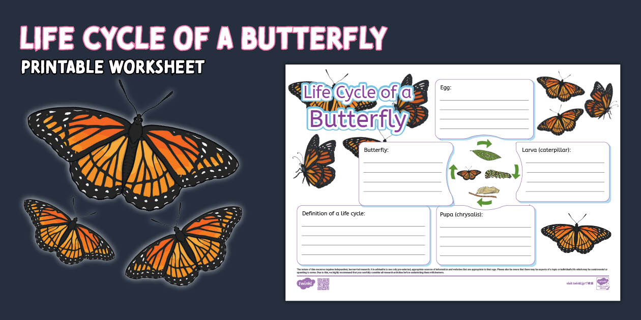 Life Cycle of a Butterfly Fact File Template