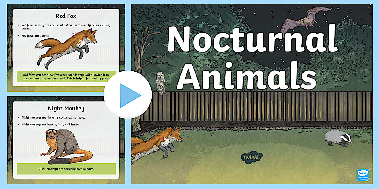 Nocturnal Animals for Kids PowerPoint | Science Resources