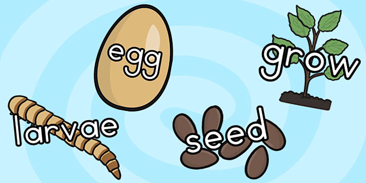 Life Cycles Topic Words On Images (teacher made) - Twinkl