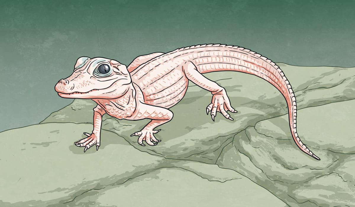 Rare White Baby Alligator Born in US - Twinkl NewsRoom