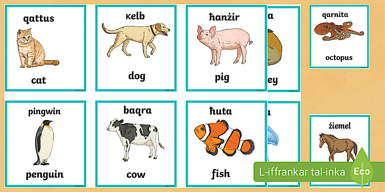 Animal Picture Cards English/Maltese (teacher made) - Twinkl