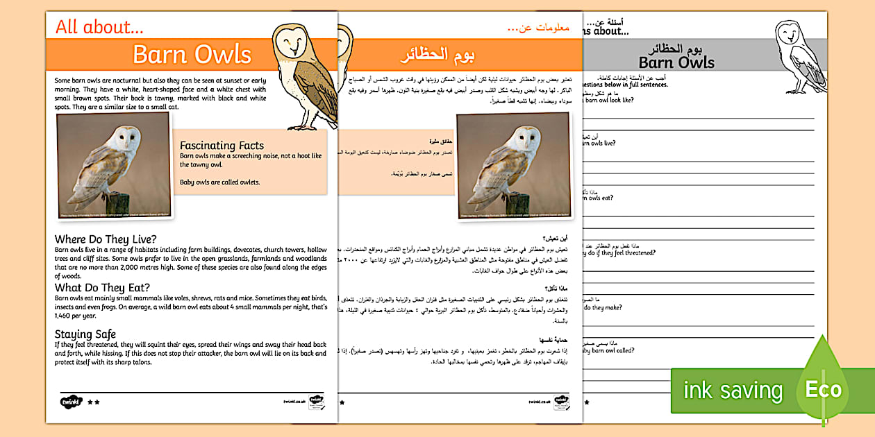 Higher Ability Barn Owls Reading Comprehension Pack English/Arabic