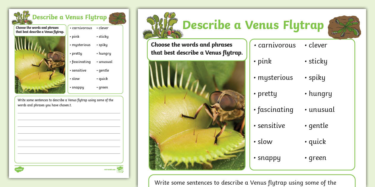 Describe a Venus Flytrap Worksheet (teacher made) - Twinkl