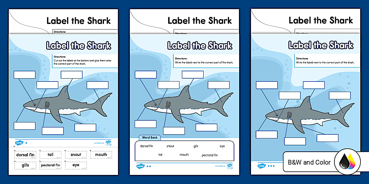 Printable Label the Shark Worksheet | Twinkl USA - Twinkl