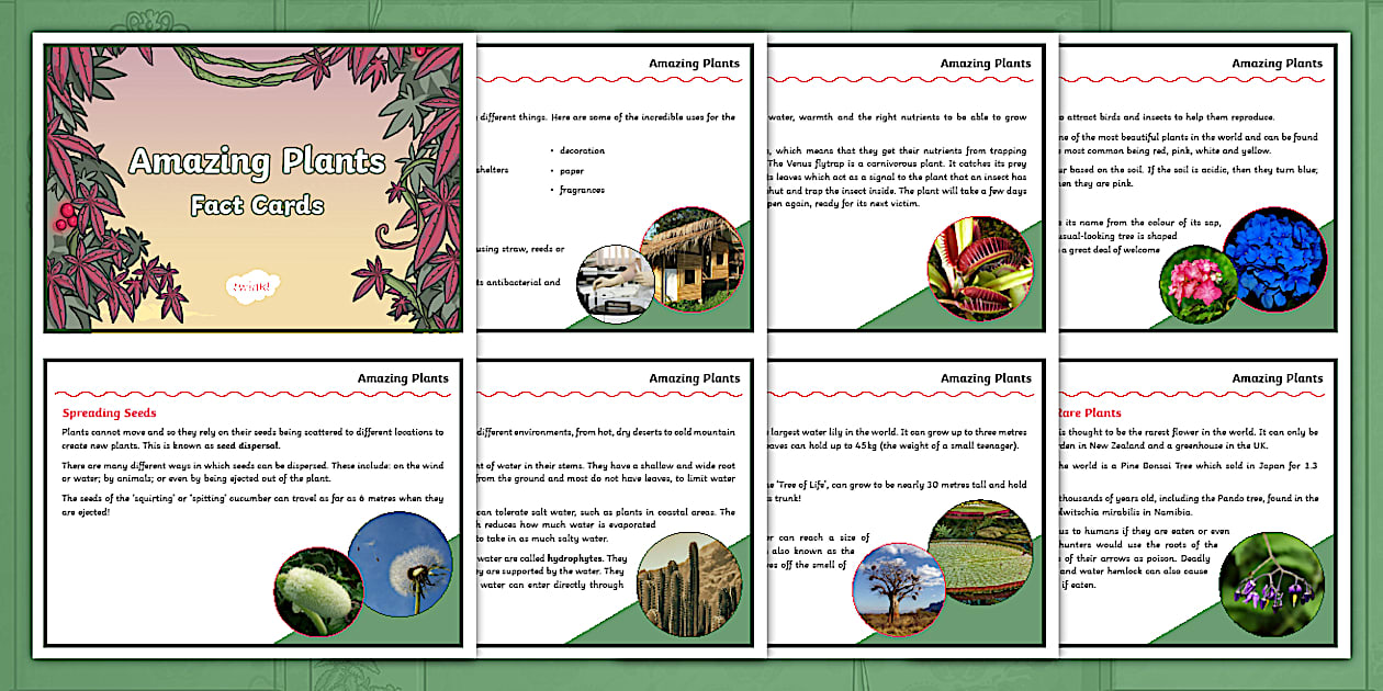 Amazing Plants Fact Cards for KS2 | Twinkl Originals