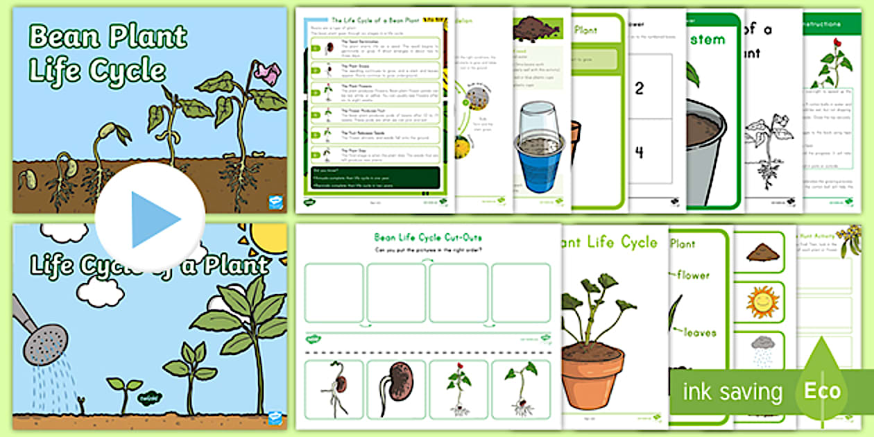 Life Cycle of Plants Activity Pack | Bean Plant Experiment