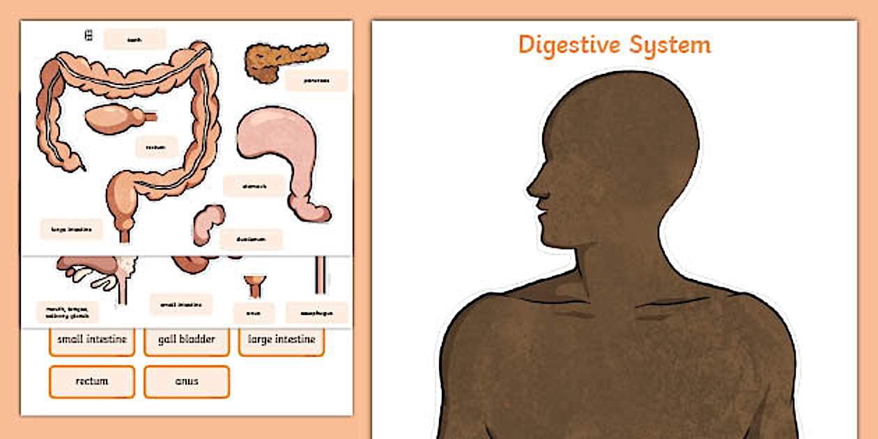Digestive System Worksheet Cut-Outs | Science Resources
