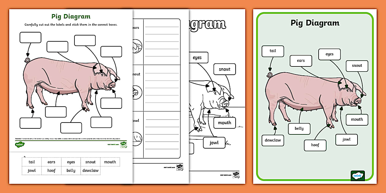 Pig Diagram Pack (teacher made) - Twinkl
