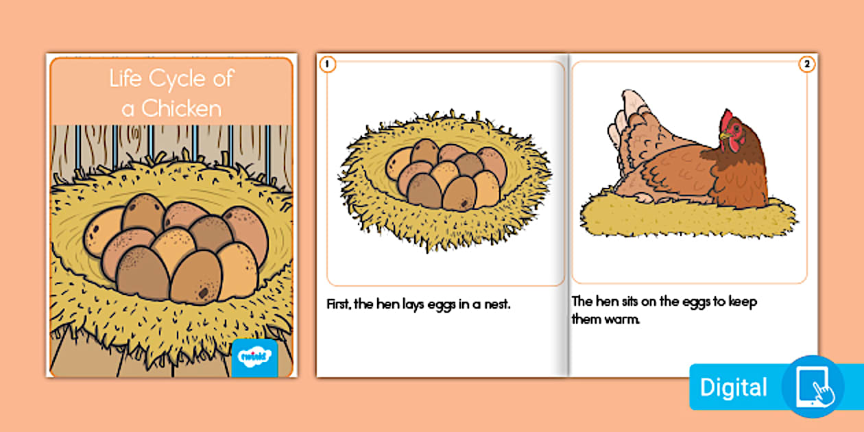 Stages of Chick Growth Emergent Reader | Twinkl USA - Twinkl