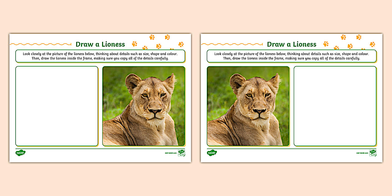 Draw a Lioness Worksheet (teacher made) - Twinkl