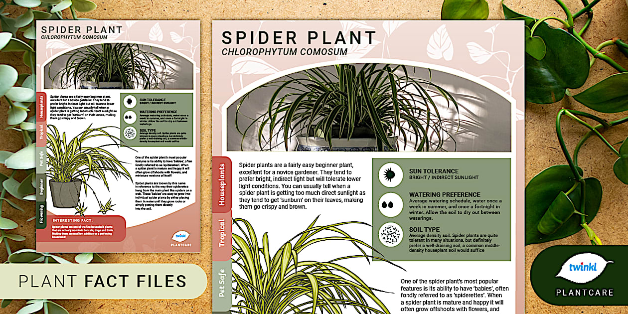 Houseplant Fact File: Spider Plant - Plants - Plantcare