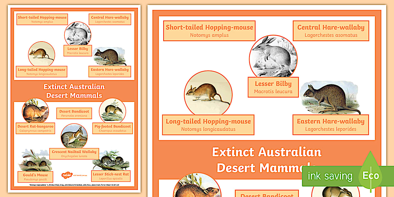 Cursive Extinct Australian Desert Mammals Display Poster