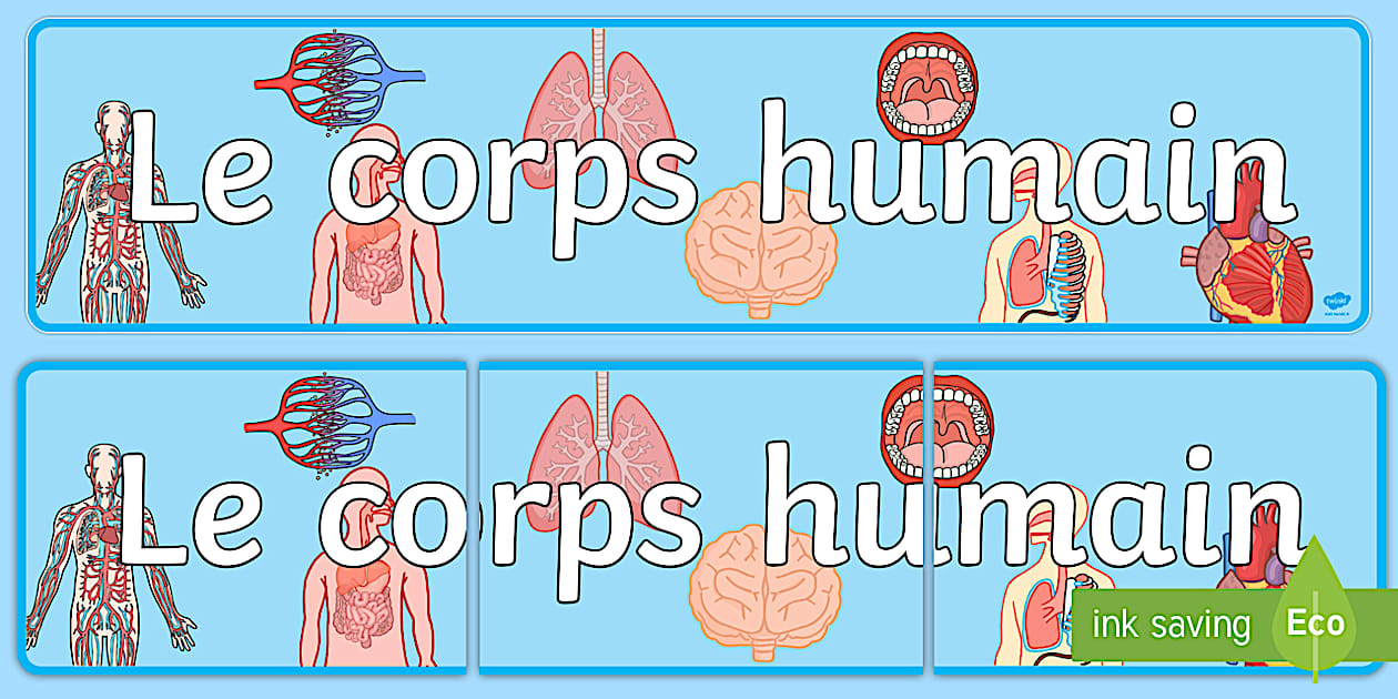 Banderole d'affichage : le corps humain