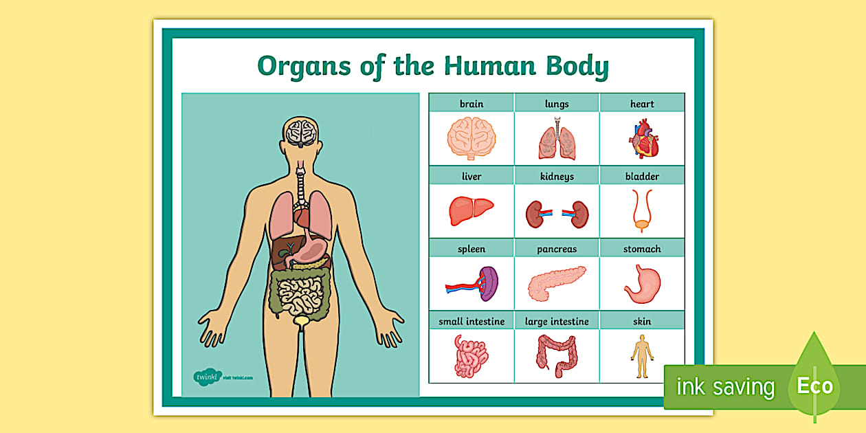Right & Left Side Human Body Organs – Science Display Poster