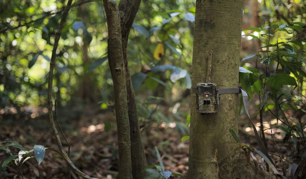 MammalWeb UK Mammal Count - Twinkl NewsRoom - Twinkl