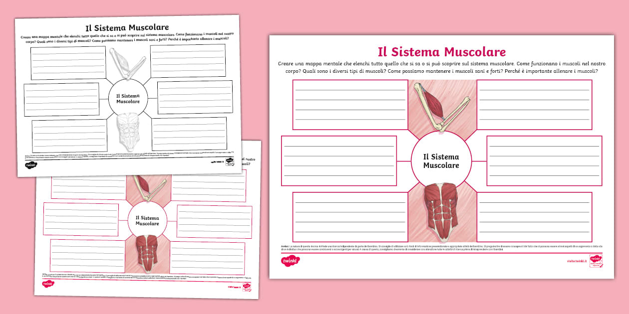 Mappa Mentale: Il Sistema Muscolare (teacher made) - Twinkl